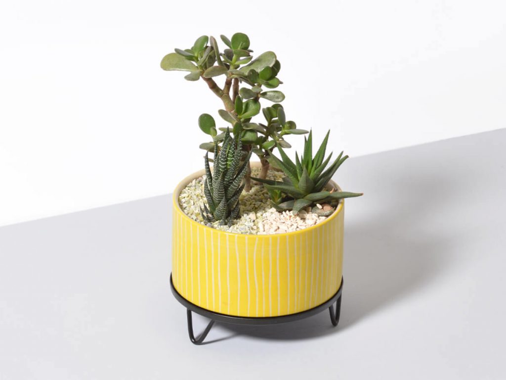 Calvin - handmade Ceramic pot | Tesor